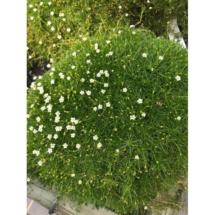 Arenaria verna | Plantes-à-rabais